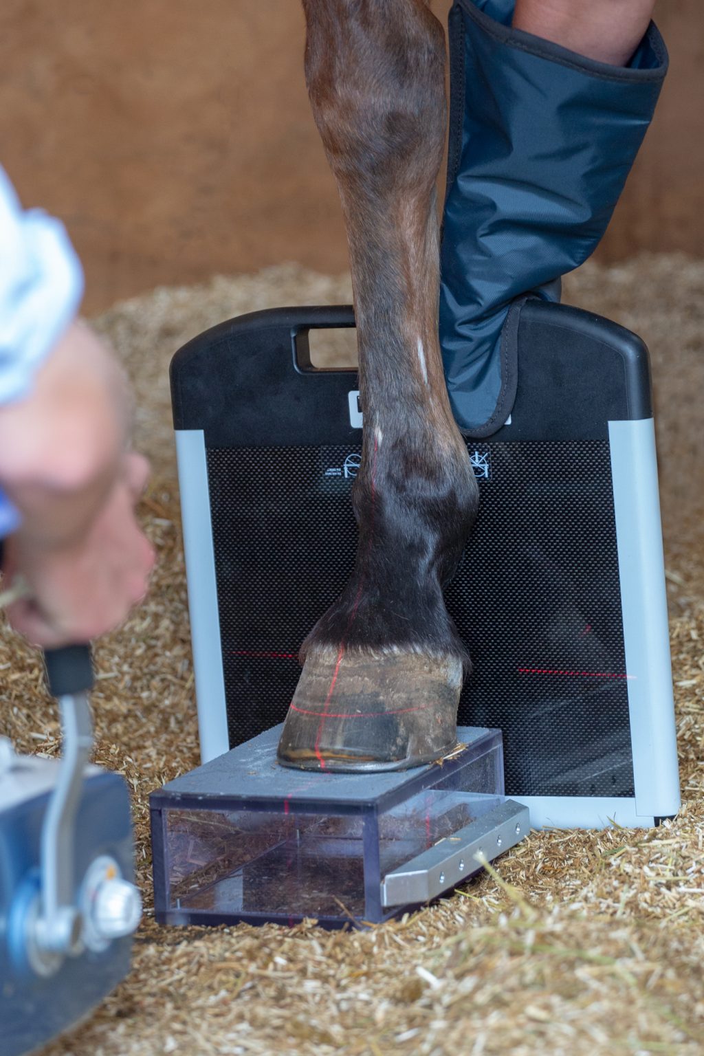 Home - Your Trusted Equine Partner