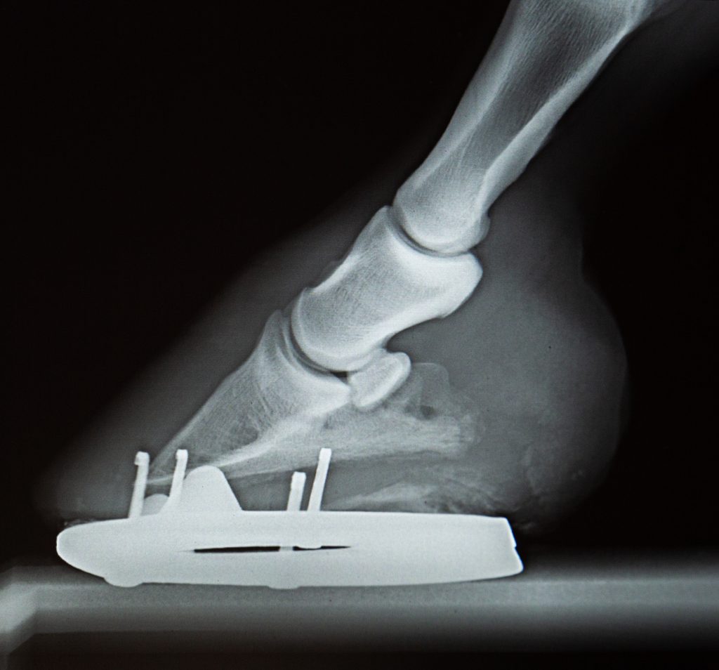 X-rays - Your Trusted Equine Partner