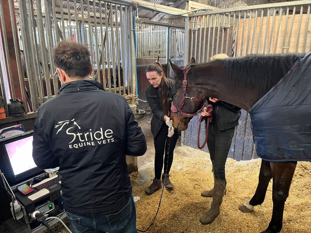 About Us - Your Trusted Equine Partner