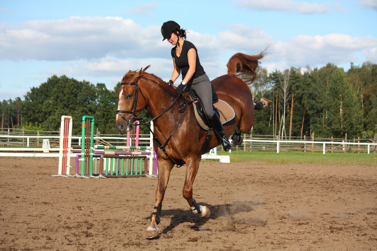 Home - Your Trusted Equine Partner