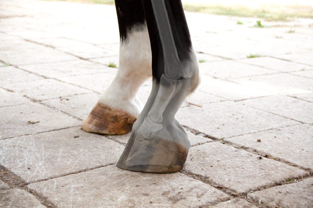 Lameness in Horses: How to Recognise, Assess, and Manage It Effectively ...