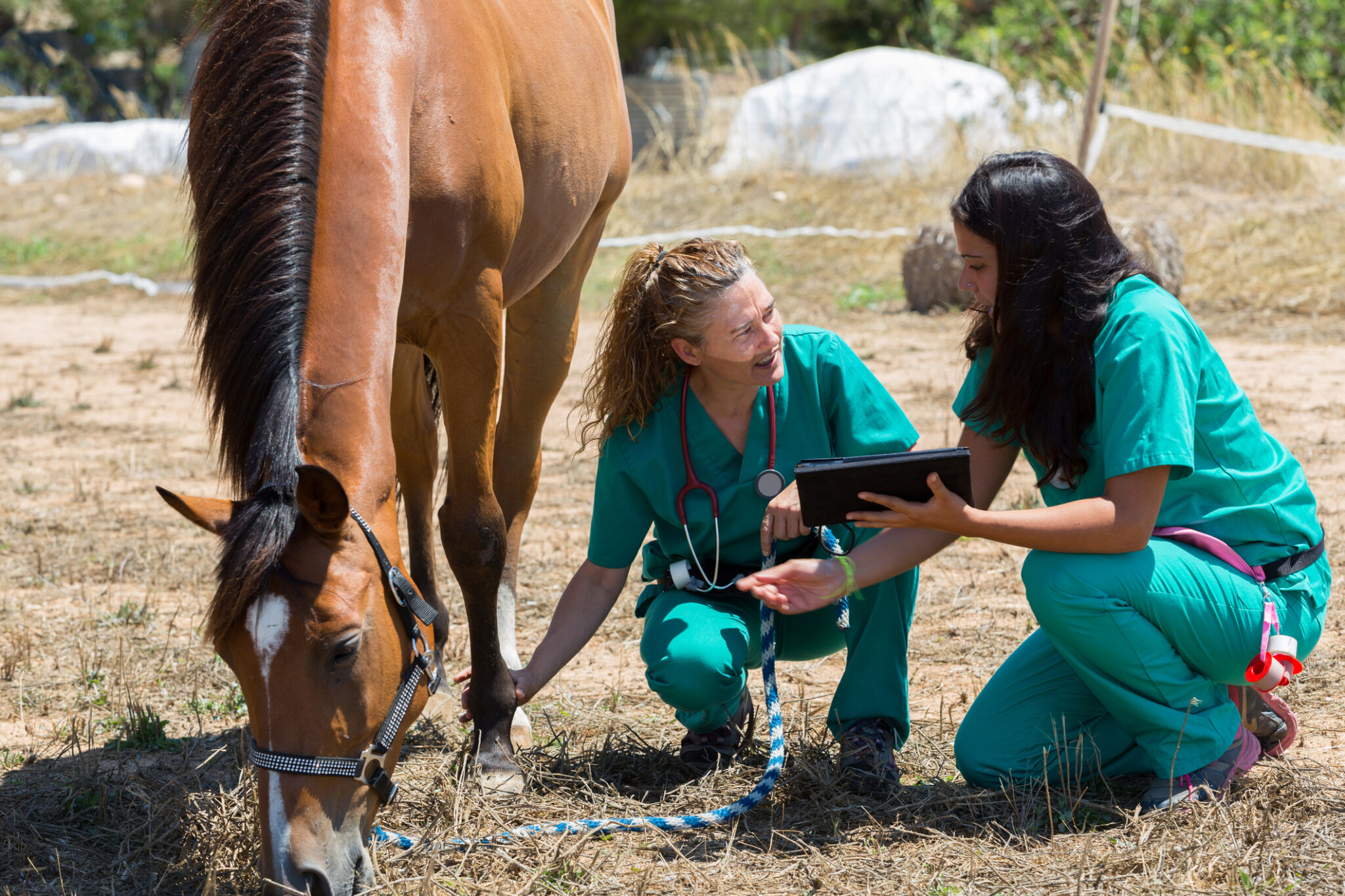 Lameness in Horses: How to Recognise, Assess, and Manage It Effectively ...